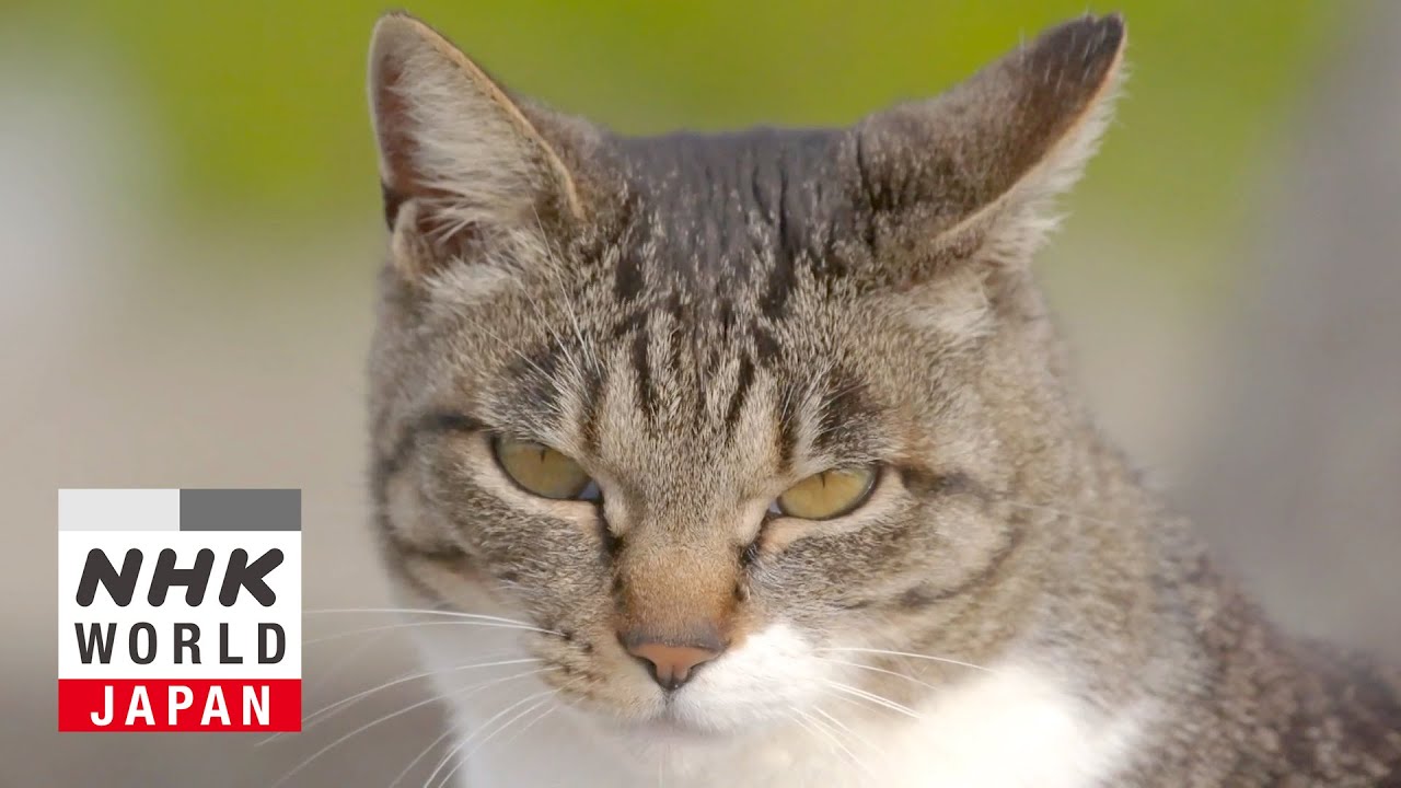Ibaraki: Cats in a Surfer's Paradise - A Cat's-Eye View of Japan ...